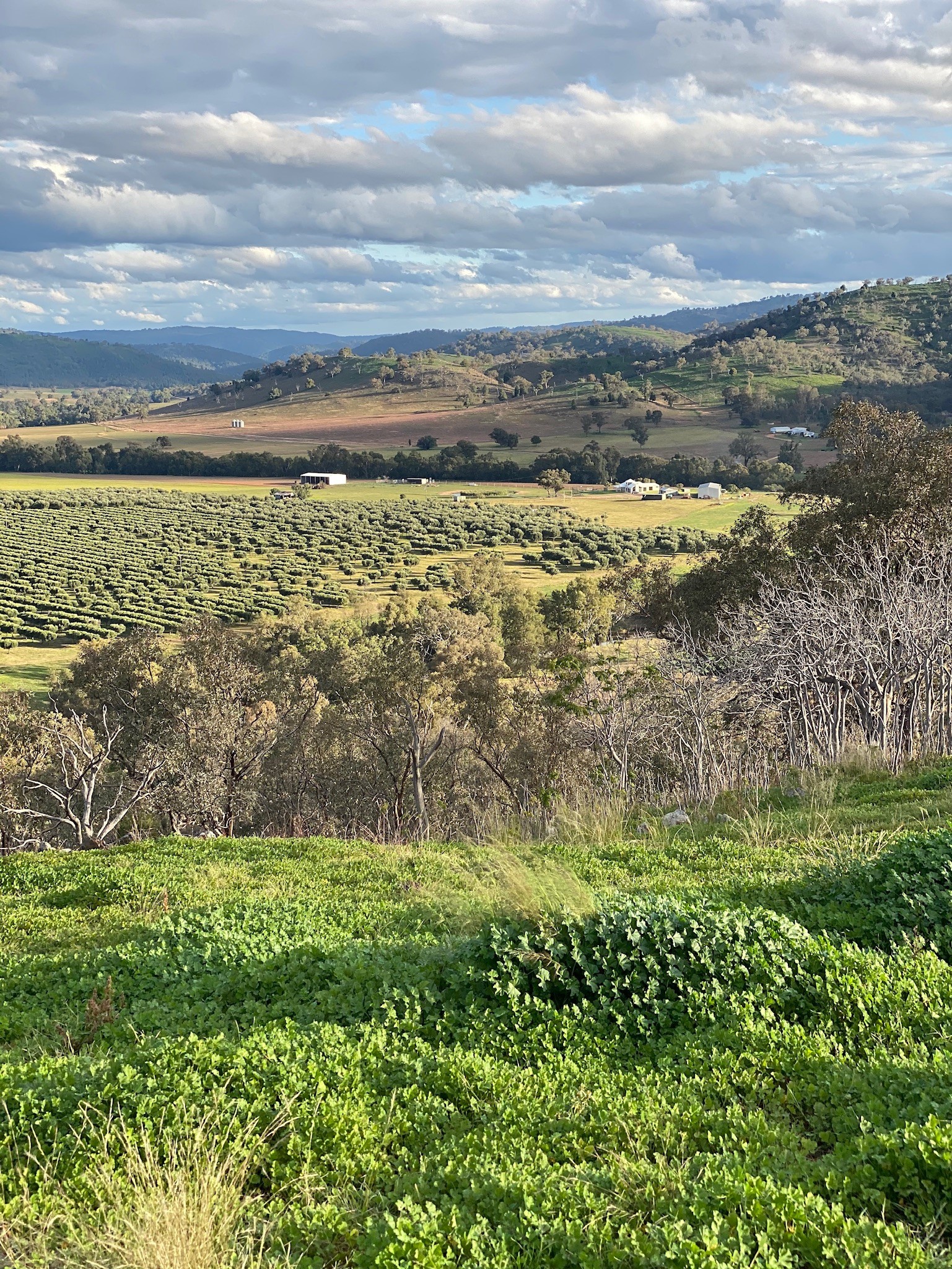 Lomondo Olive Oil - Mudgee Region