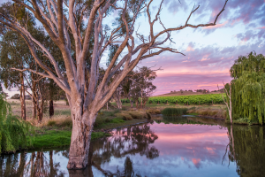 Home - Mudgee Region