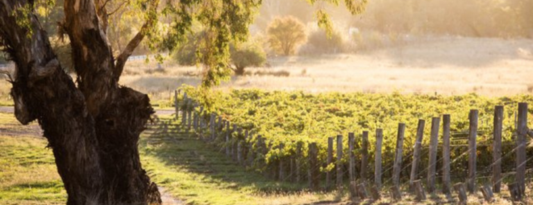Reset Your Senses - Official Tourism Website | Mudgee Region